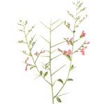 Jeanne Debons Botanical Art – Botanical Art