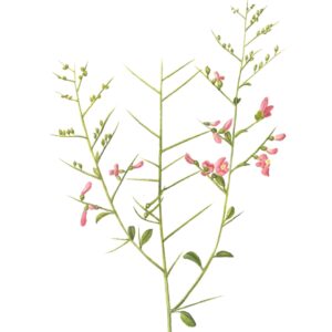 Jeanne Debons Botanical Art – Botanical Art